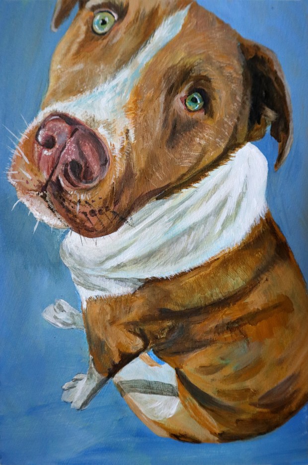 Pet Portraits – LINDS SANDERS